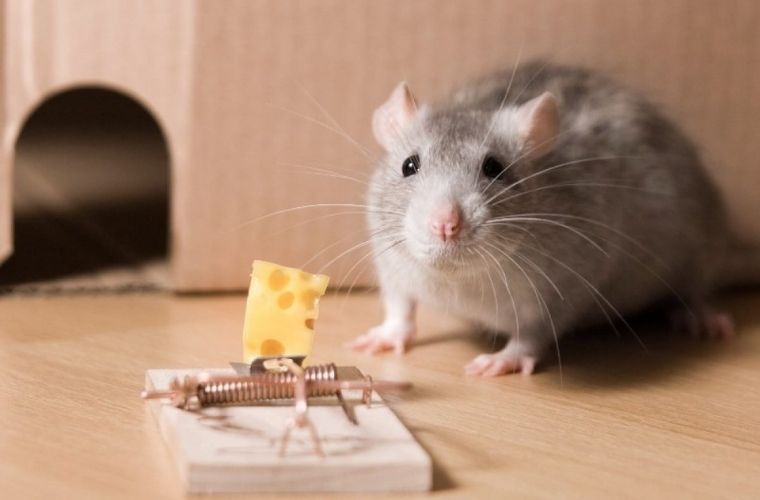 ¿Cómo matar a ratas con recetas caseras? - Fumigaciones en Lima